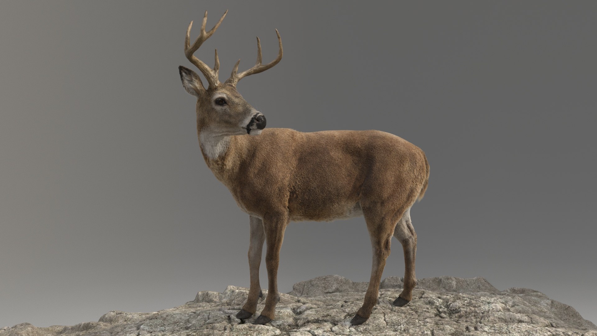 3D Deer ANIMATED Model - TurboSquid 2048113