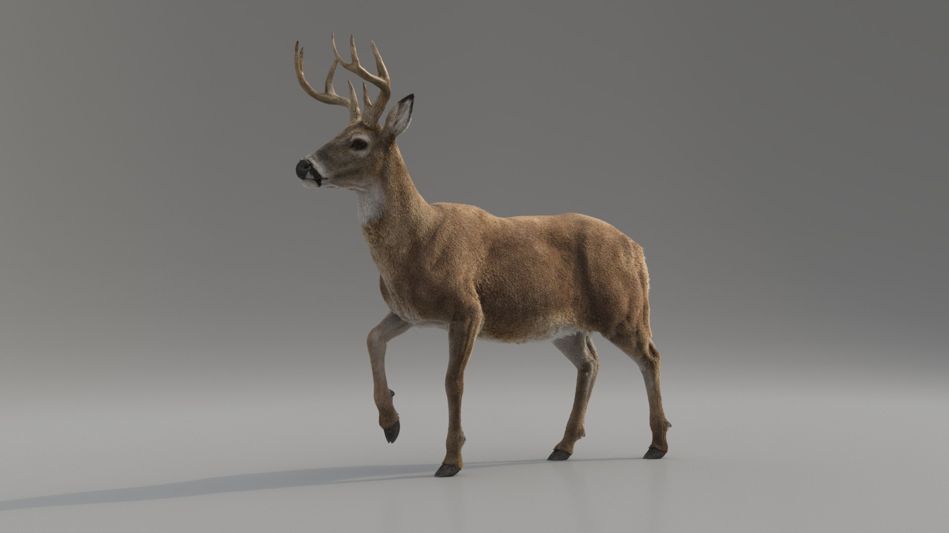 3D Deer ANIMATED model - TurboSquid 2048113