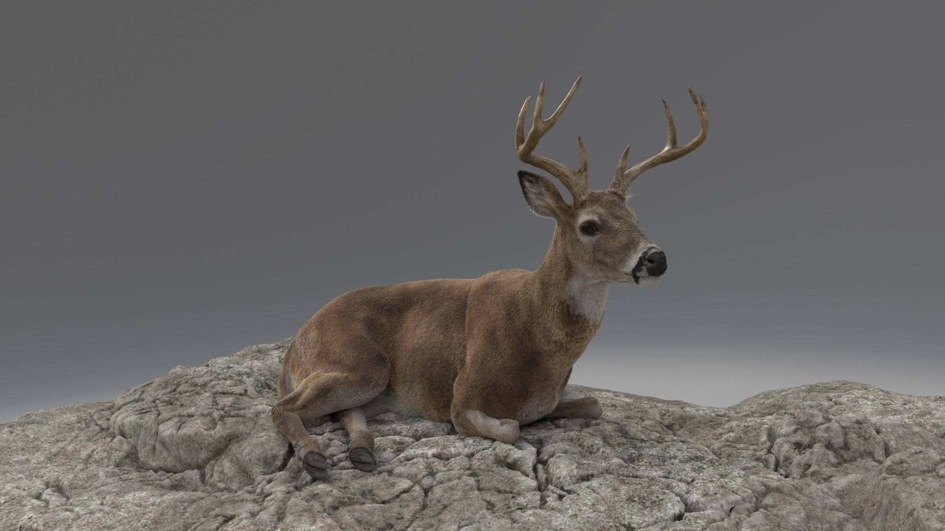 3D Deer ANIMATED model - TurboSquid 2048113