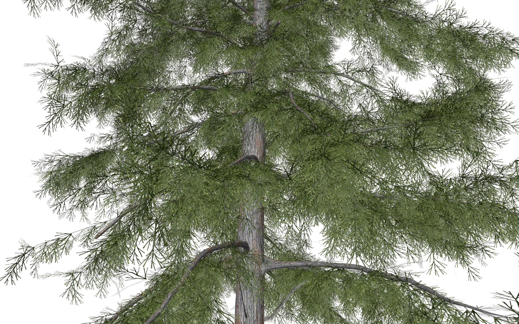 3D Alaska Cedar - 06 - Model - TurboSquid 2012813
