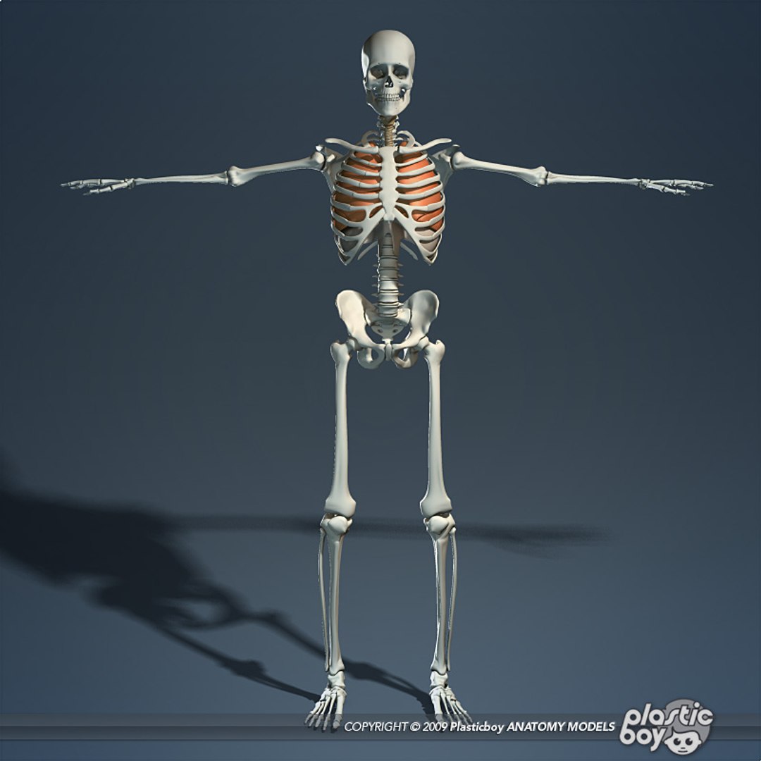 Medically Respiratory Diaphragm Skeleton 3d Model