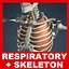 Medically Respiratory Diaphragm Skeleton 3d Model