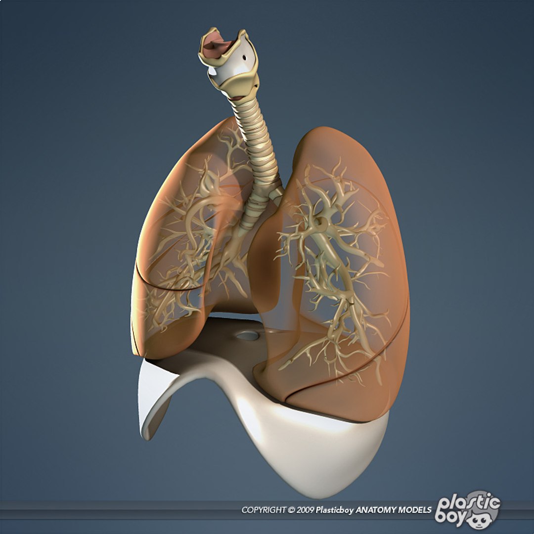 Medically Respiratory Diaphragm Skeleton 3d Model