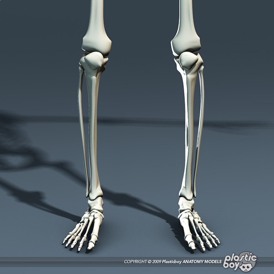 Medically Respiratory Diaphragm Skeleton 3d Model