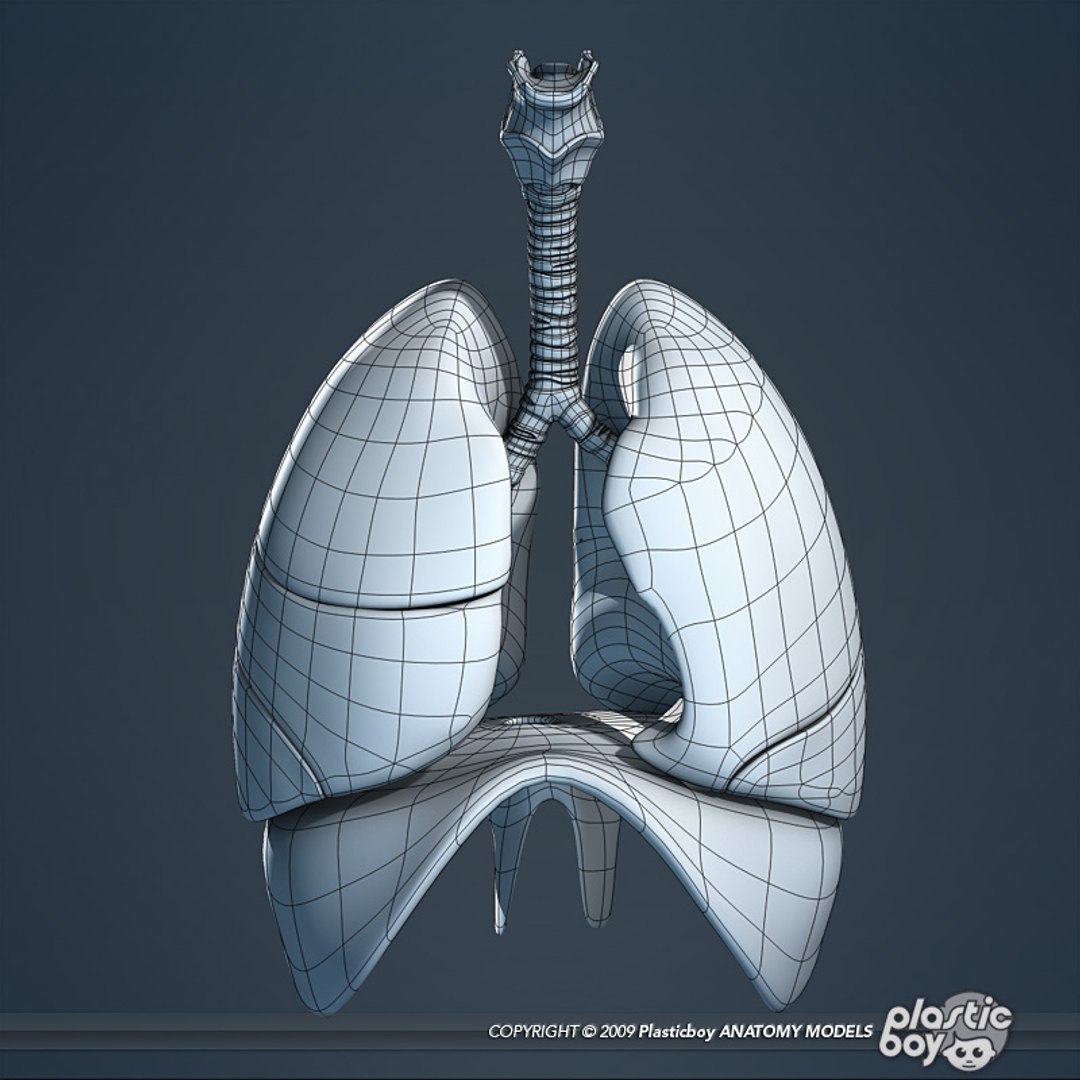 Medically Respiratory Diaphragm Skeleton 3d Model