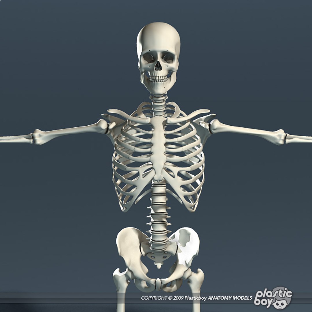 Medically Respiratory Diaphragm Skeleton 3d Model