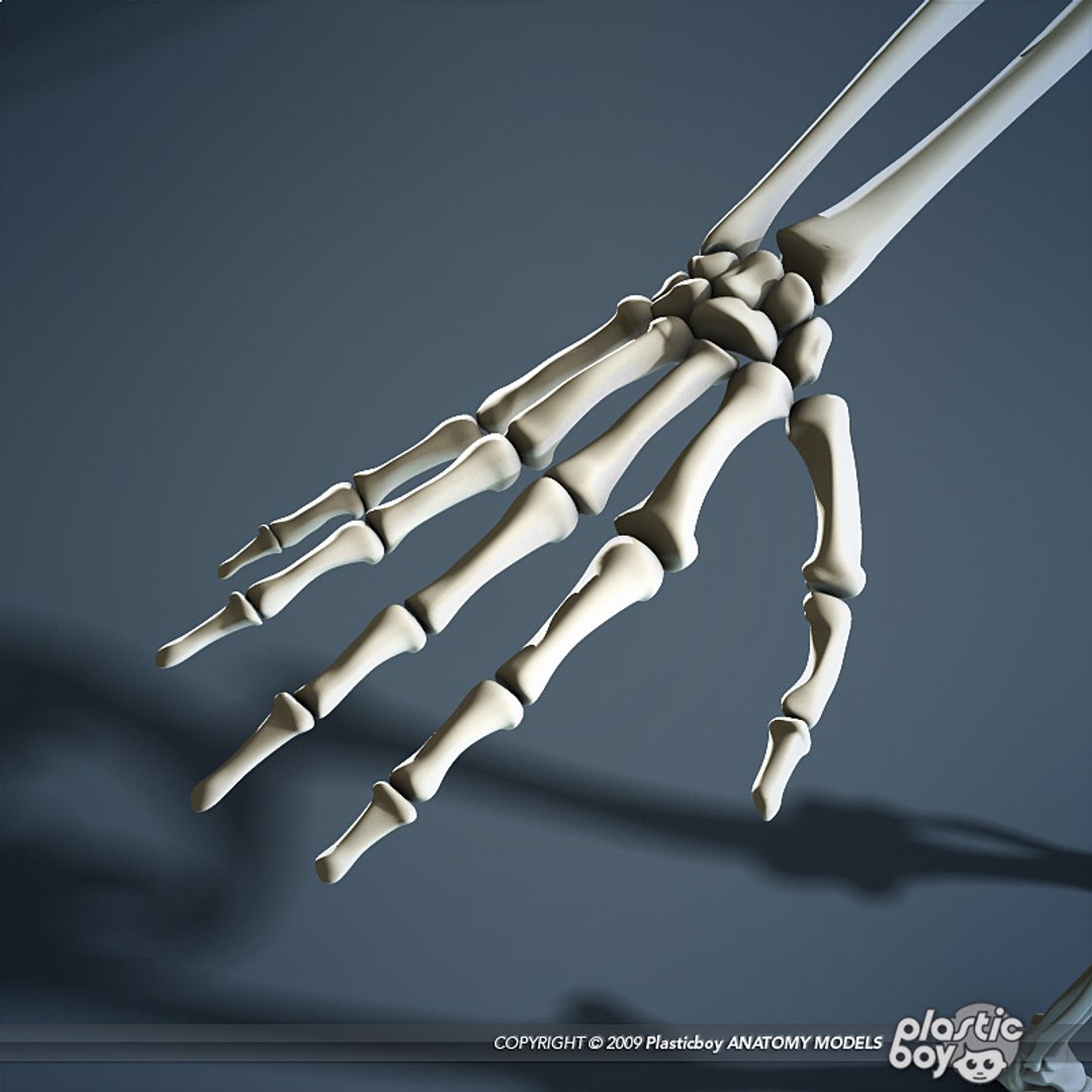 Medically Respiratory Diaphragm Skeleton 3d Model