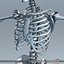 Medically Respiratory Diaphragm Skeleton 3d Model