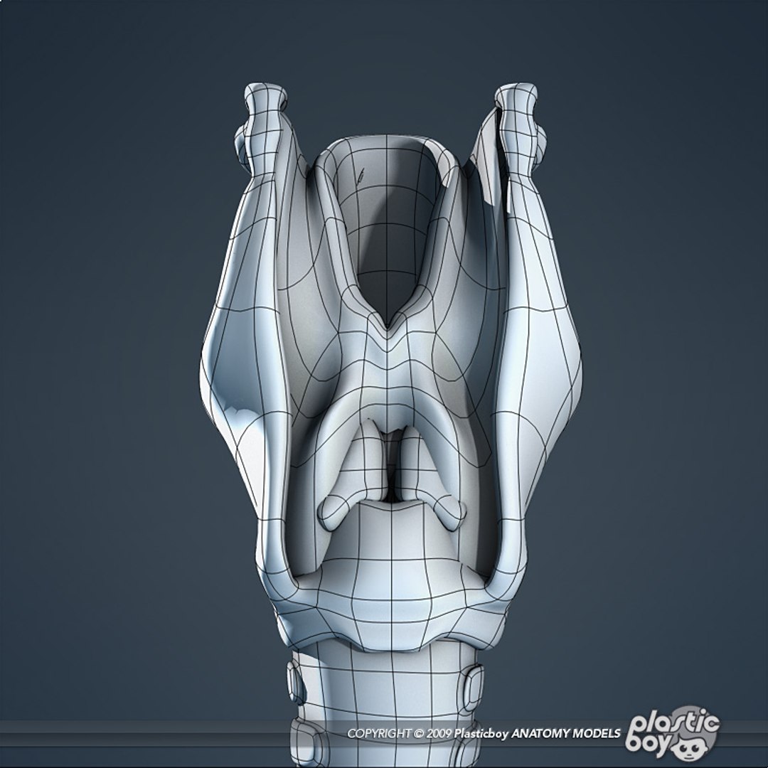 Medically Respiratory Diaphragm Skeleton 3d Model