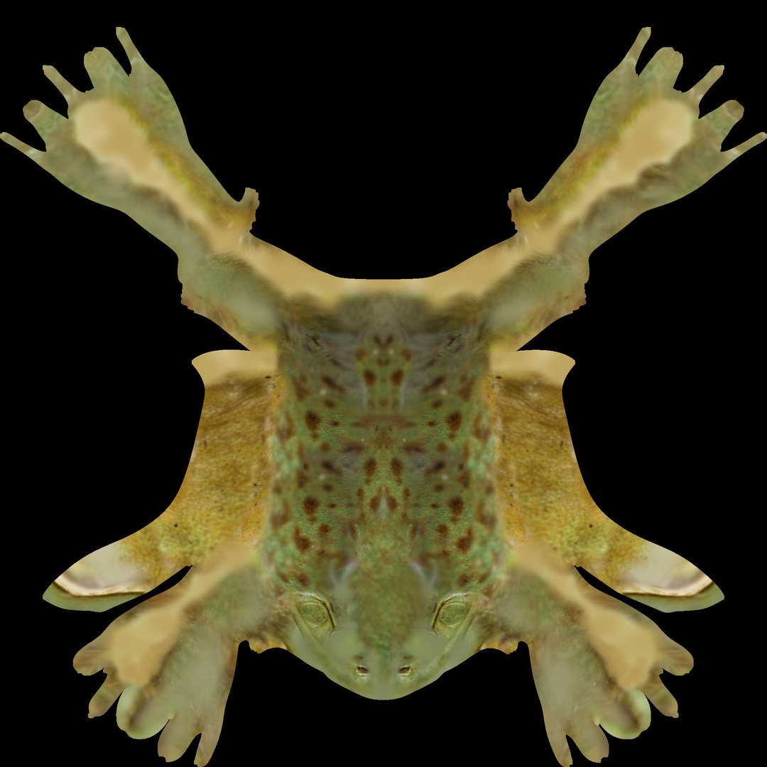 Bull Frog 3d Model
