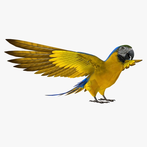 Macaw 3D Models for Download | TurboSquid
