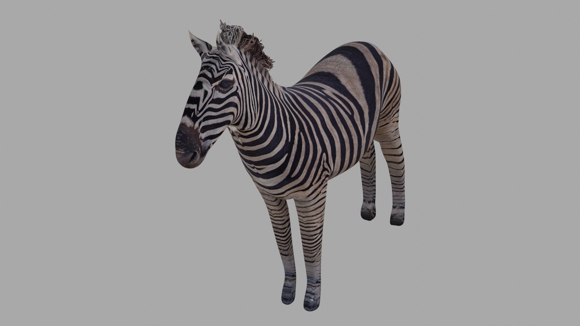3D Model Zebra OBJ - TurboSquid 2089742