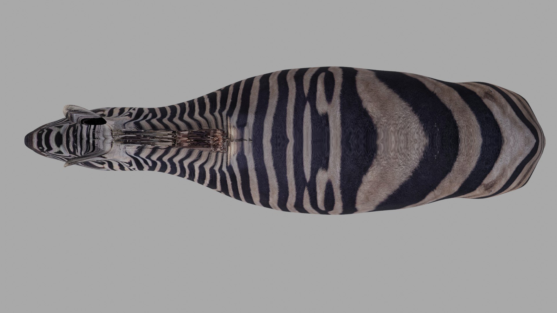 3D Model Zebra OBJ - TurboSquid 2089742