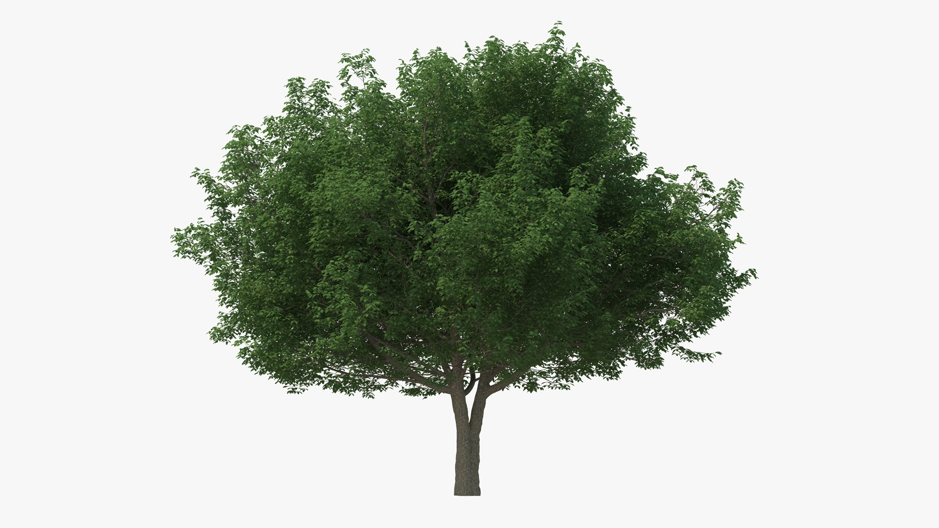 3D White Ash Tree - TurboSquid 1478233