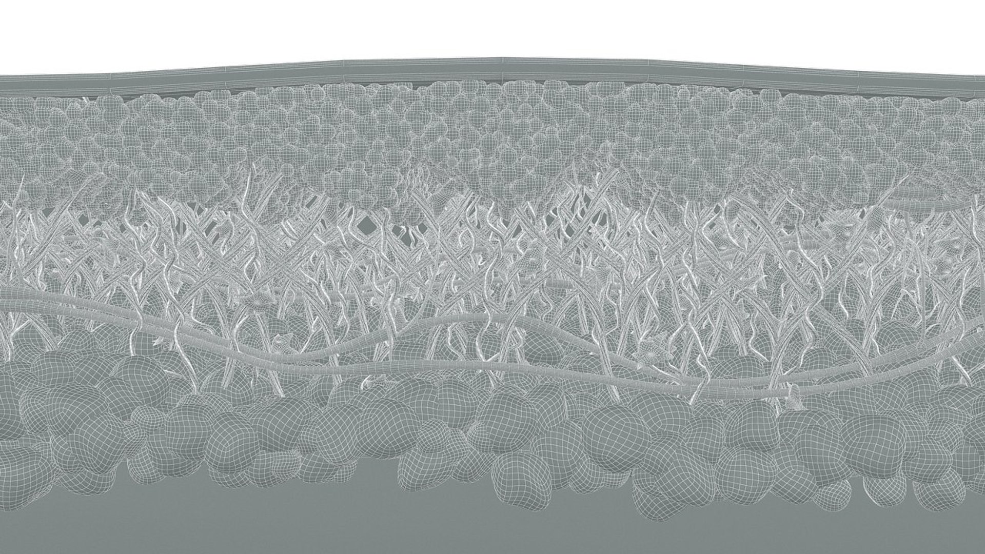 Skin Cross Section Healthy 3D Model - TurboSquid 1296508