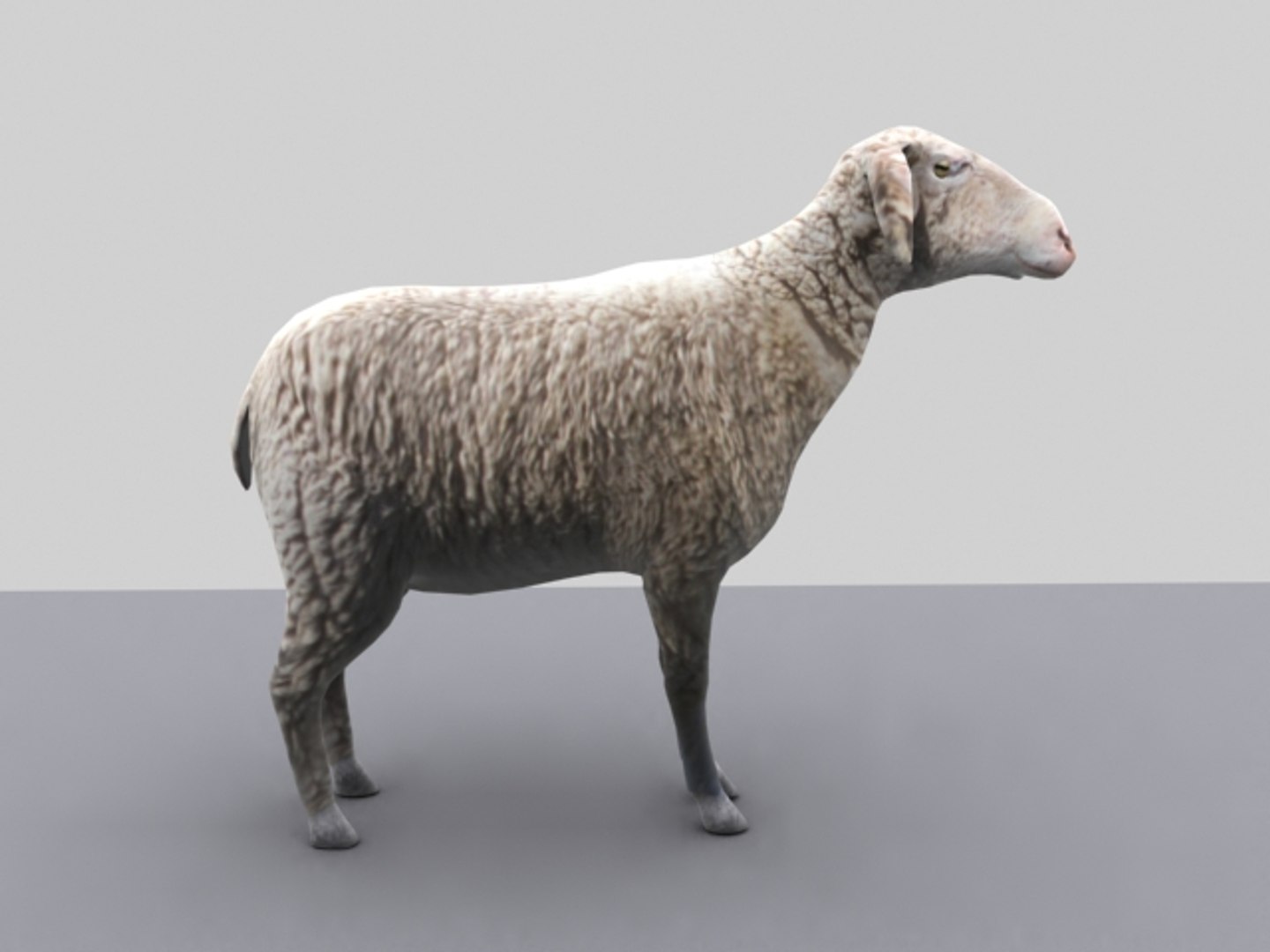 Sheep 3D - TurboSquid 695978