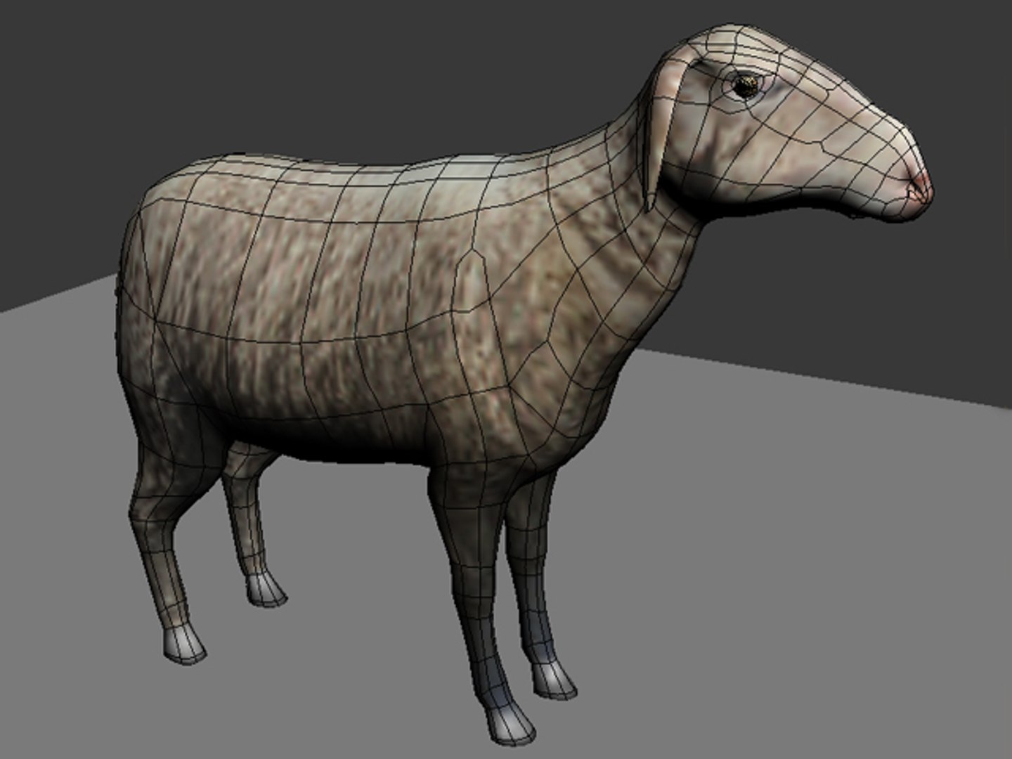 Sheep 3D - TurboSquid 695978