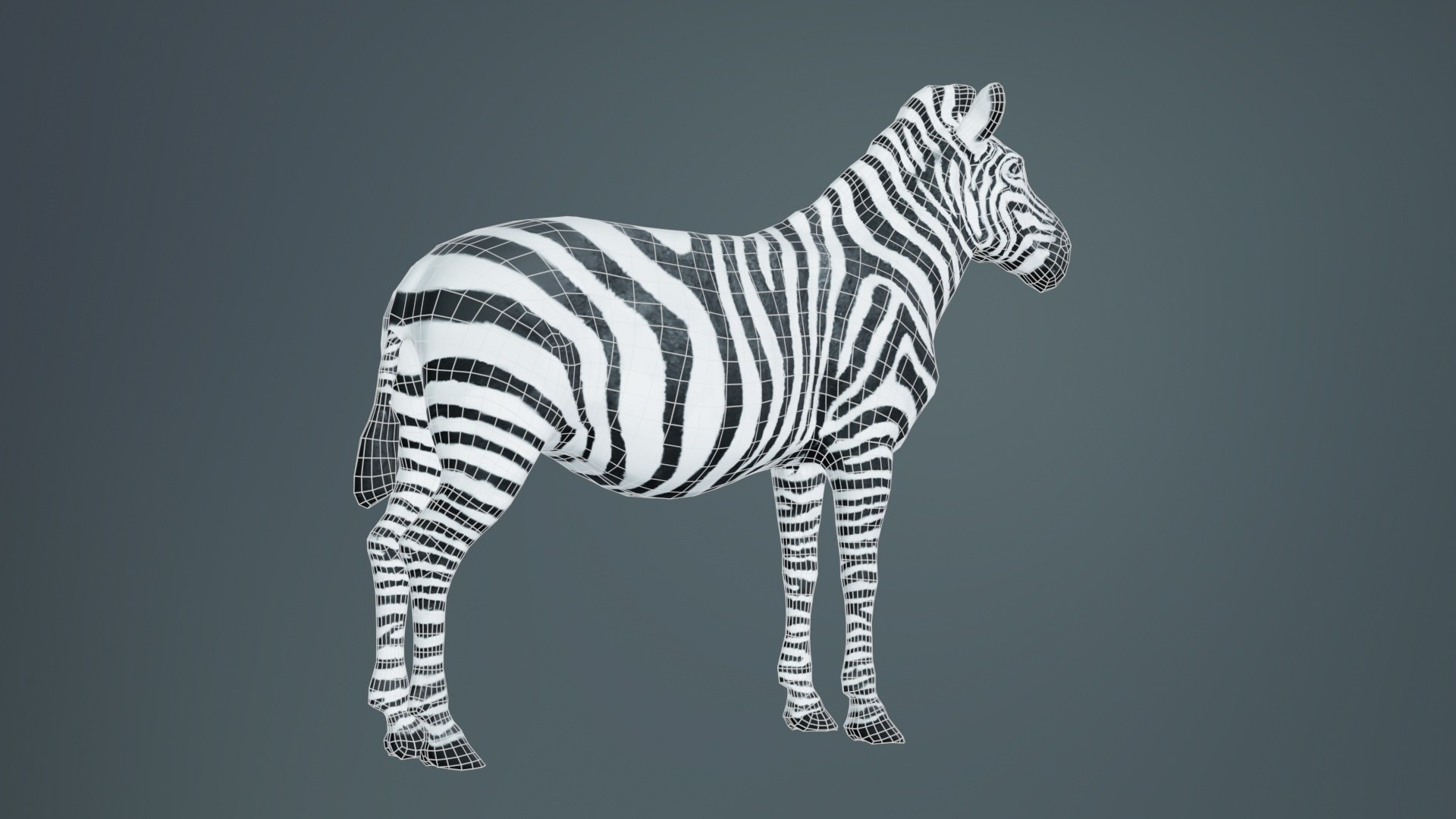 3D Zebra Remastered Model - TurboSquid 2359819