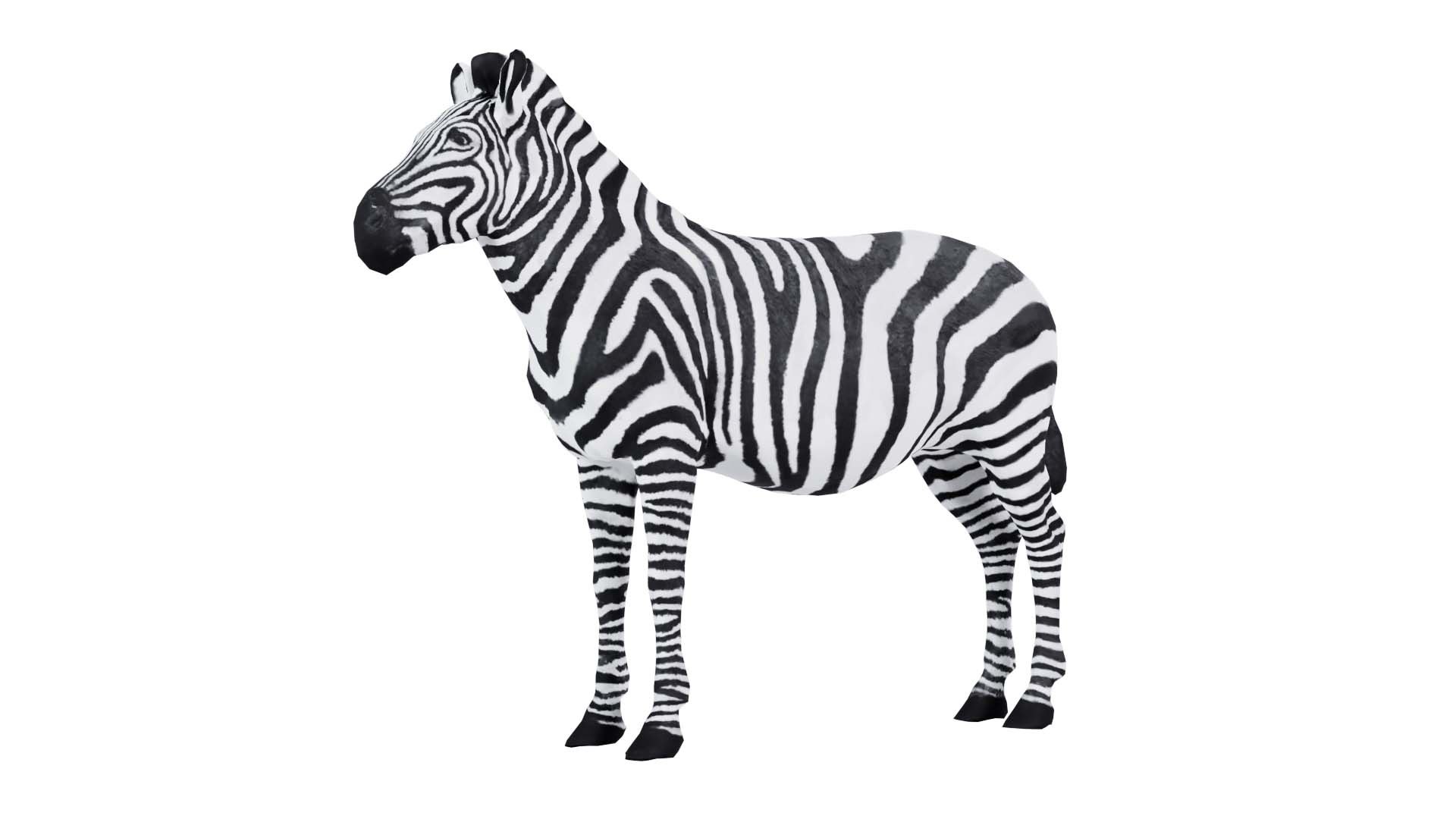 3D Zebra Remastered Model - TurboSquid 2359819