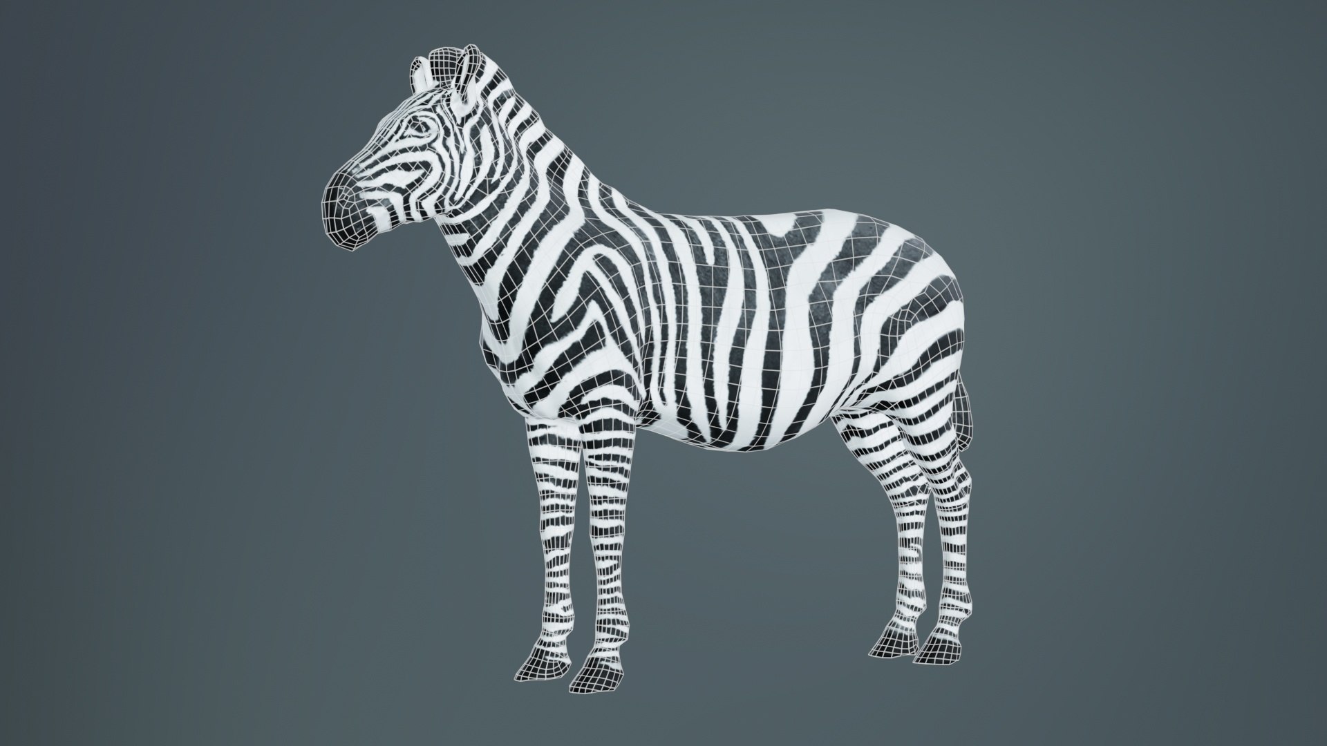 3D Zebra Remastered Model - TurboSquid 2359819