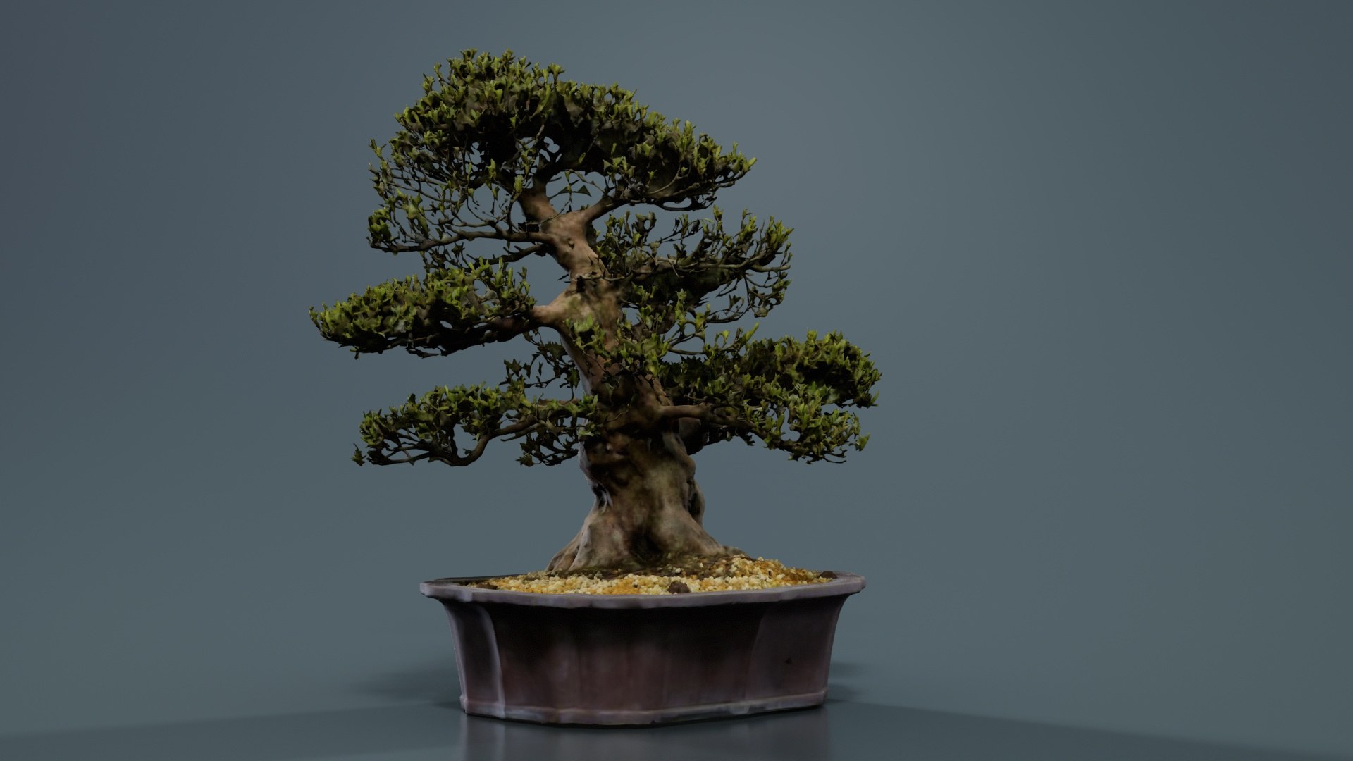3D Satsuki Hakurin 1 Bonsai Tree Remastered - TurboSquid 2363112