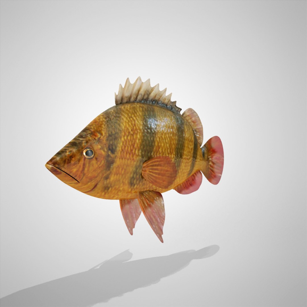 3dsmax Tiger Fish
