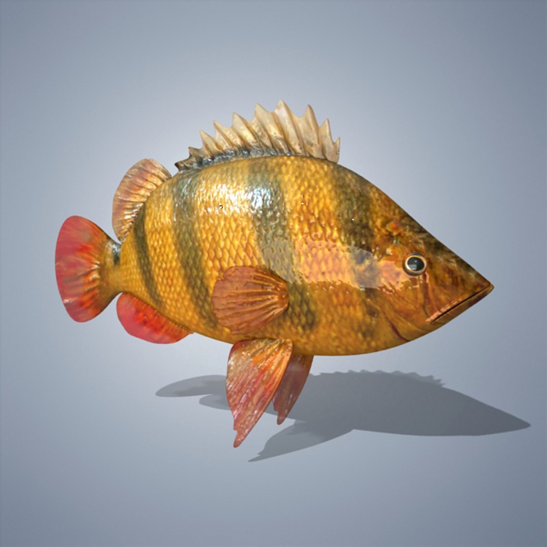 3dsmax Tiger Fish