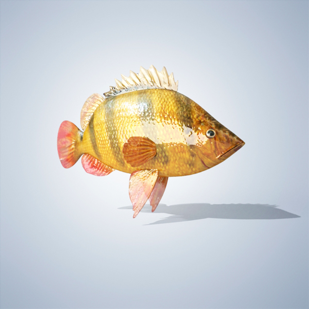 3dsmax Tiger Fish