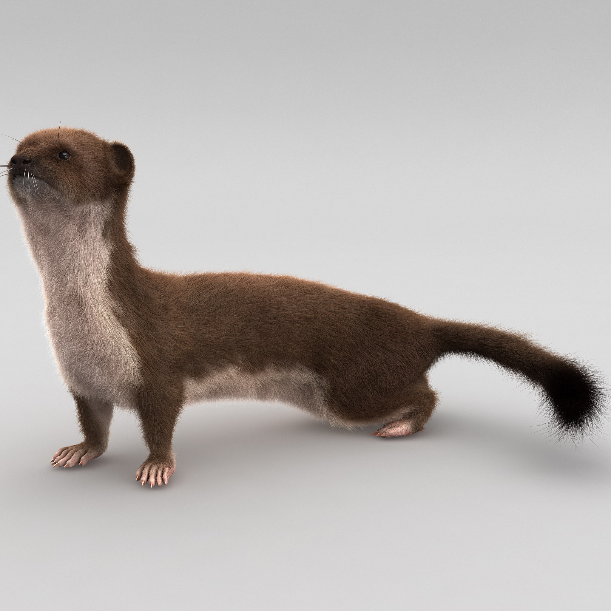 3d model weasel rigged fur