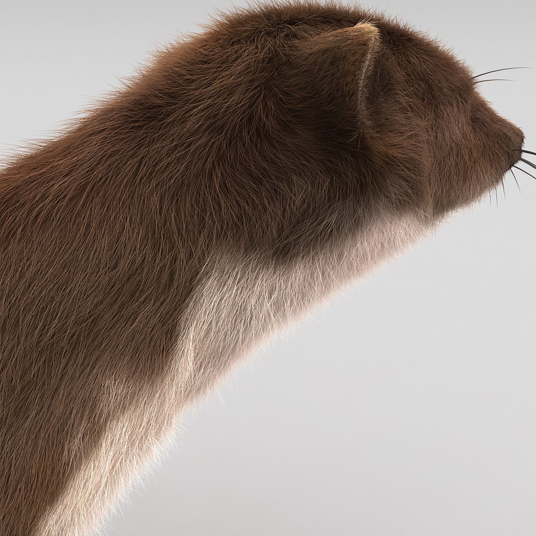 3d model weasel rigged fur