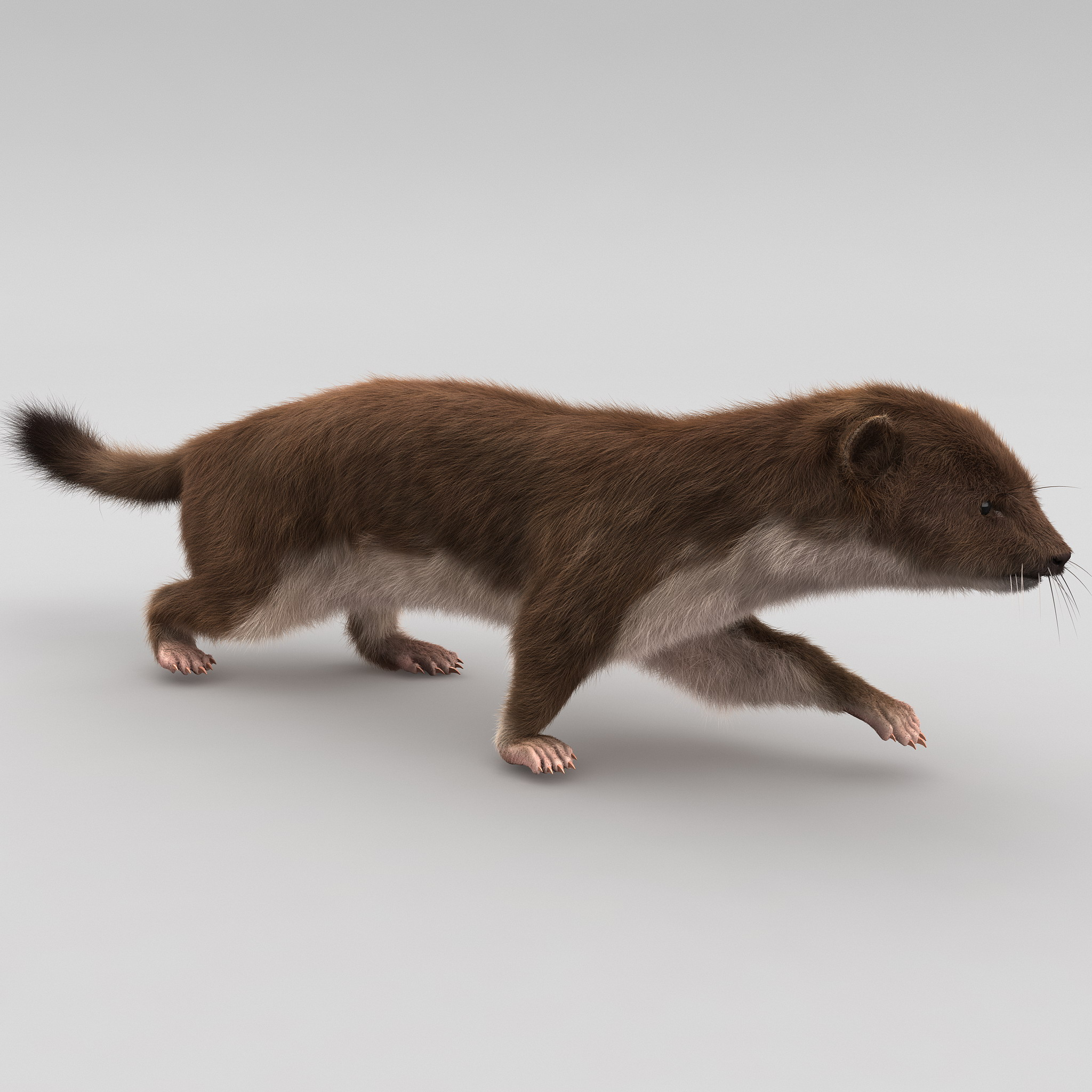 3d model weasel rigged fur