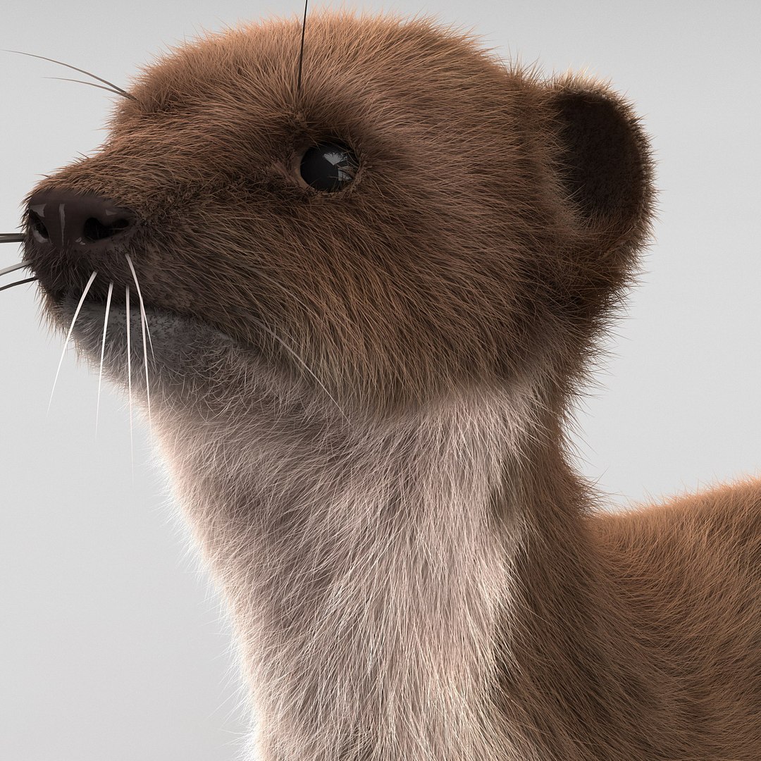 3d model weasel rigged fur