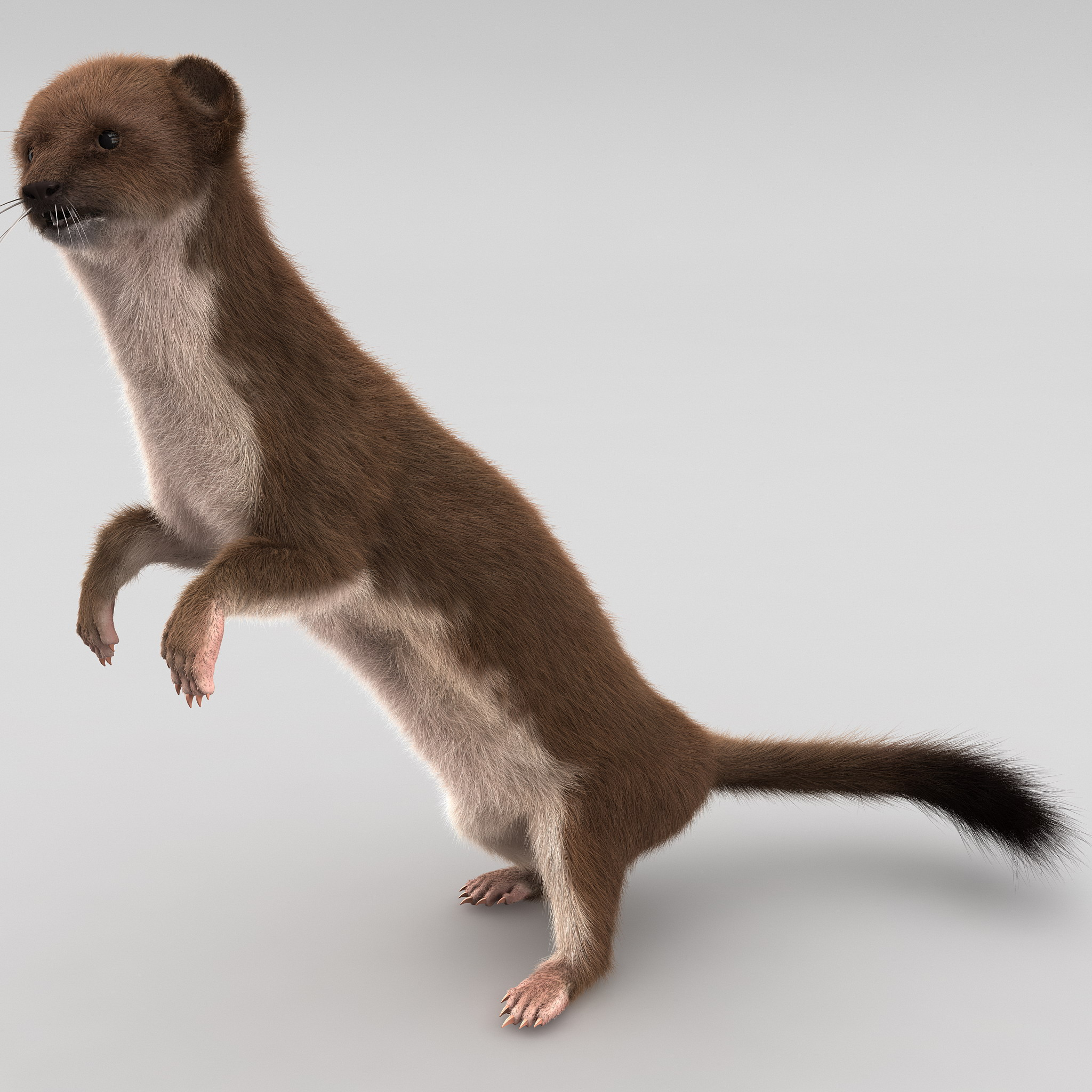 3d model weasel rigged fur