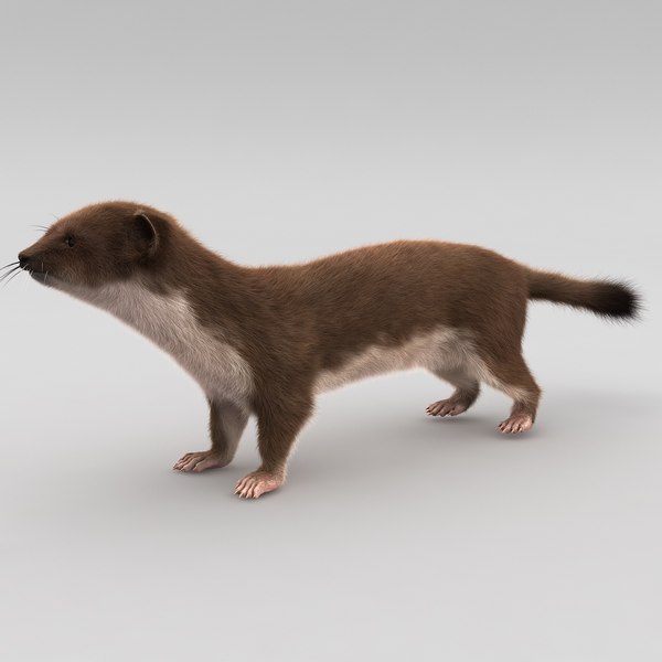 3d model weasel rigged fur