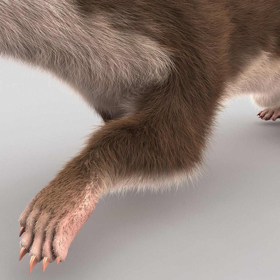 3d model weasel rigged fur