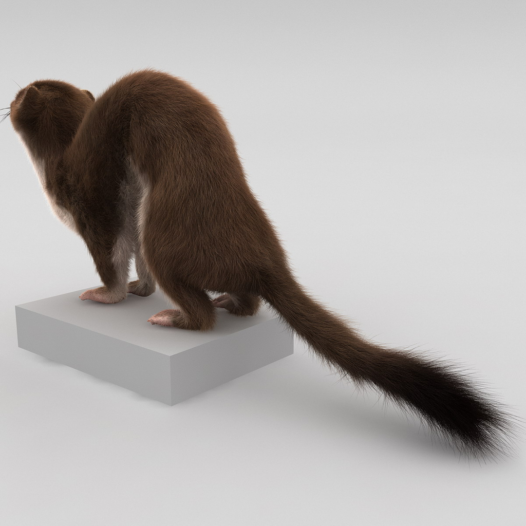 3d model weasel rigged fur