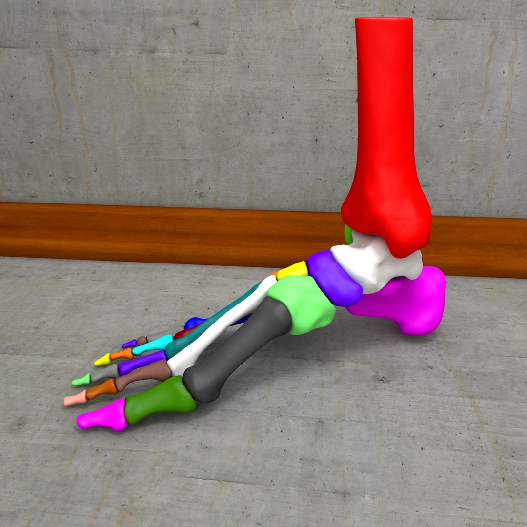 3d Model Human Foot Bone