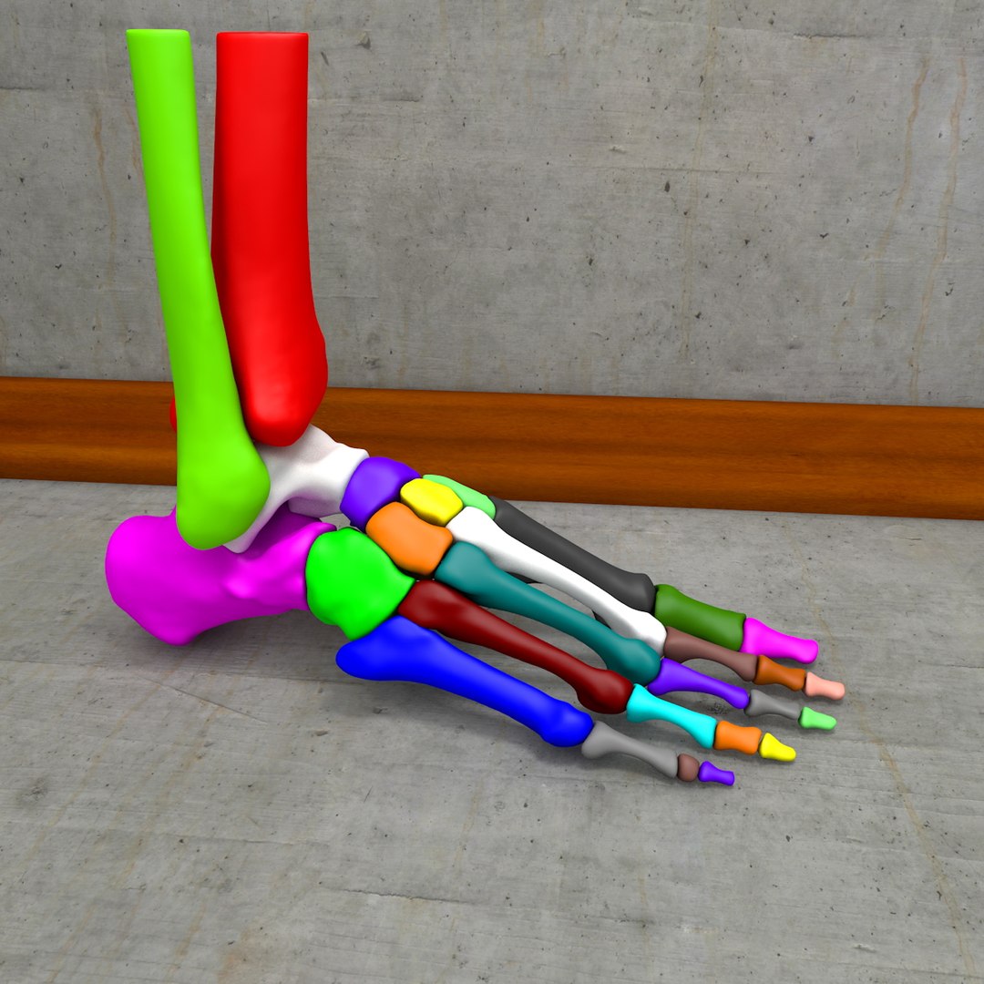 3d Model Human Foot Bone