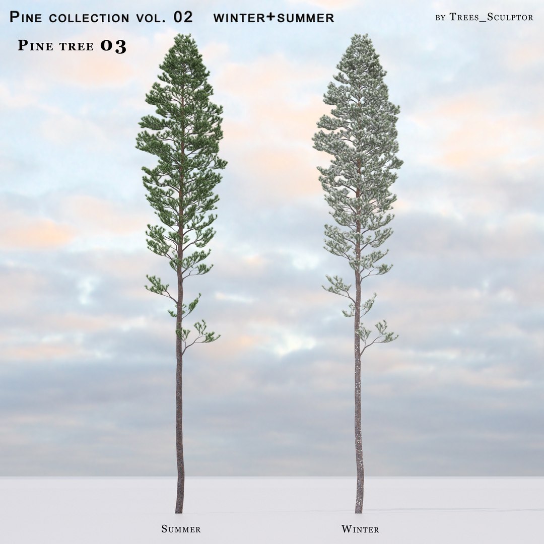 3d model pine tree