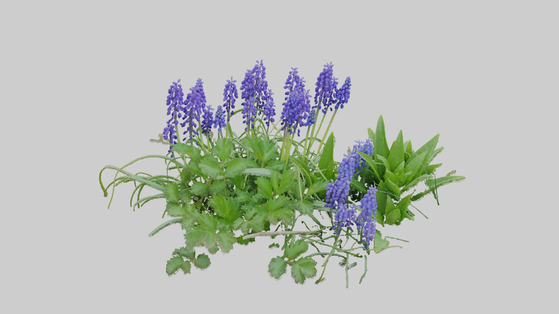 3D Purple flower - Grape hyacinth model - TurboSquid 2067442