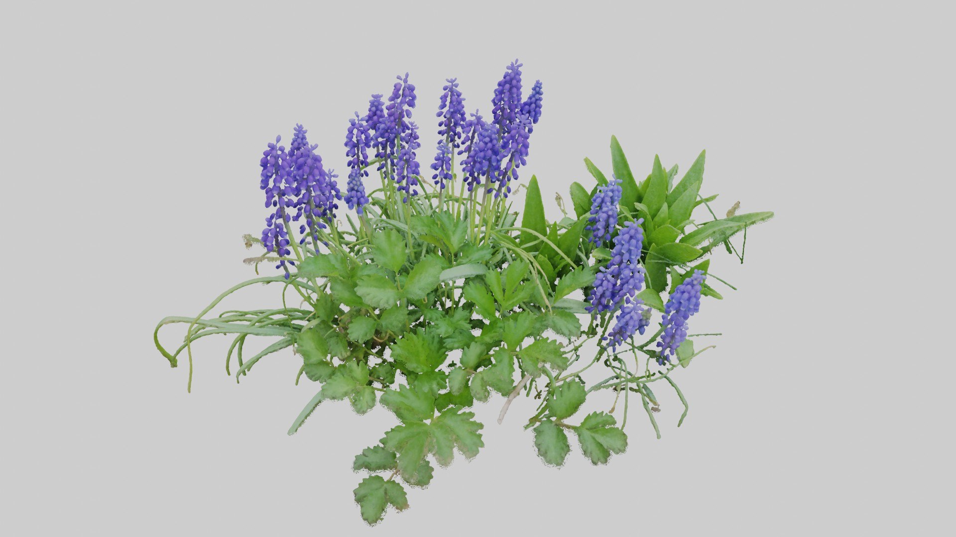 3D Grape hyacinth Muscari botryoides Plant Model model - TurboSquid 2067442