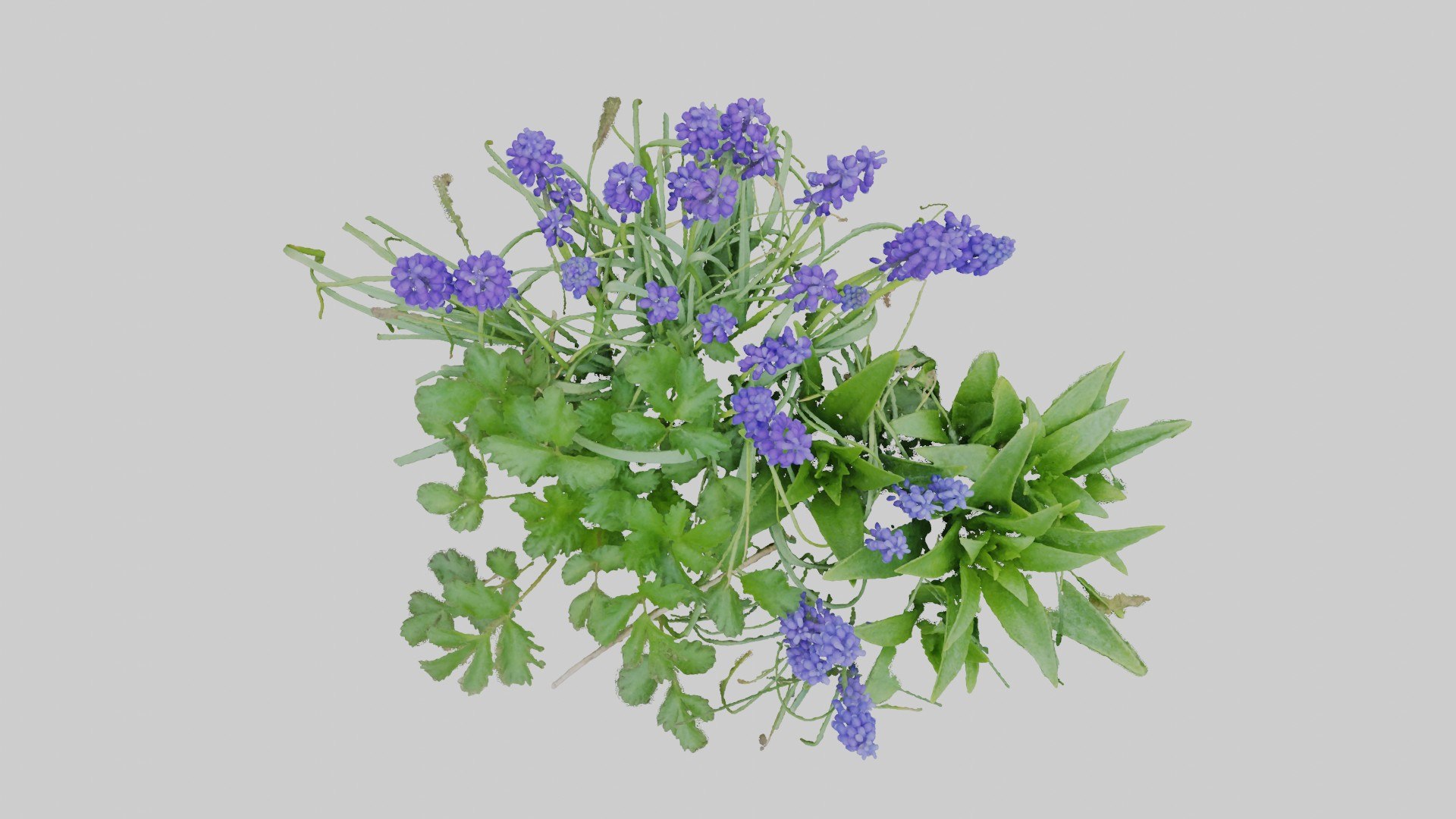 3D Grape hyacinth Muscari botryoides Plant Model model - TurboSquid 2067442