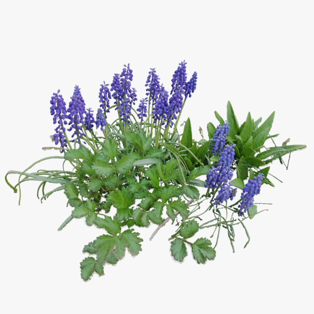 3D Grape hyacinth Muscari botryoides Plant Model model - TurboSquid 2067442