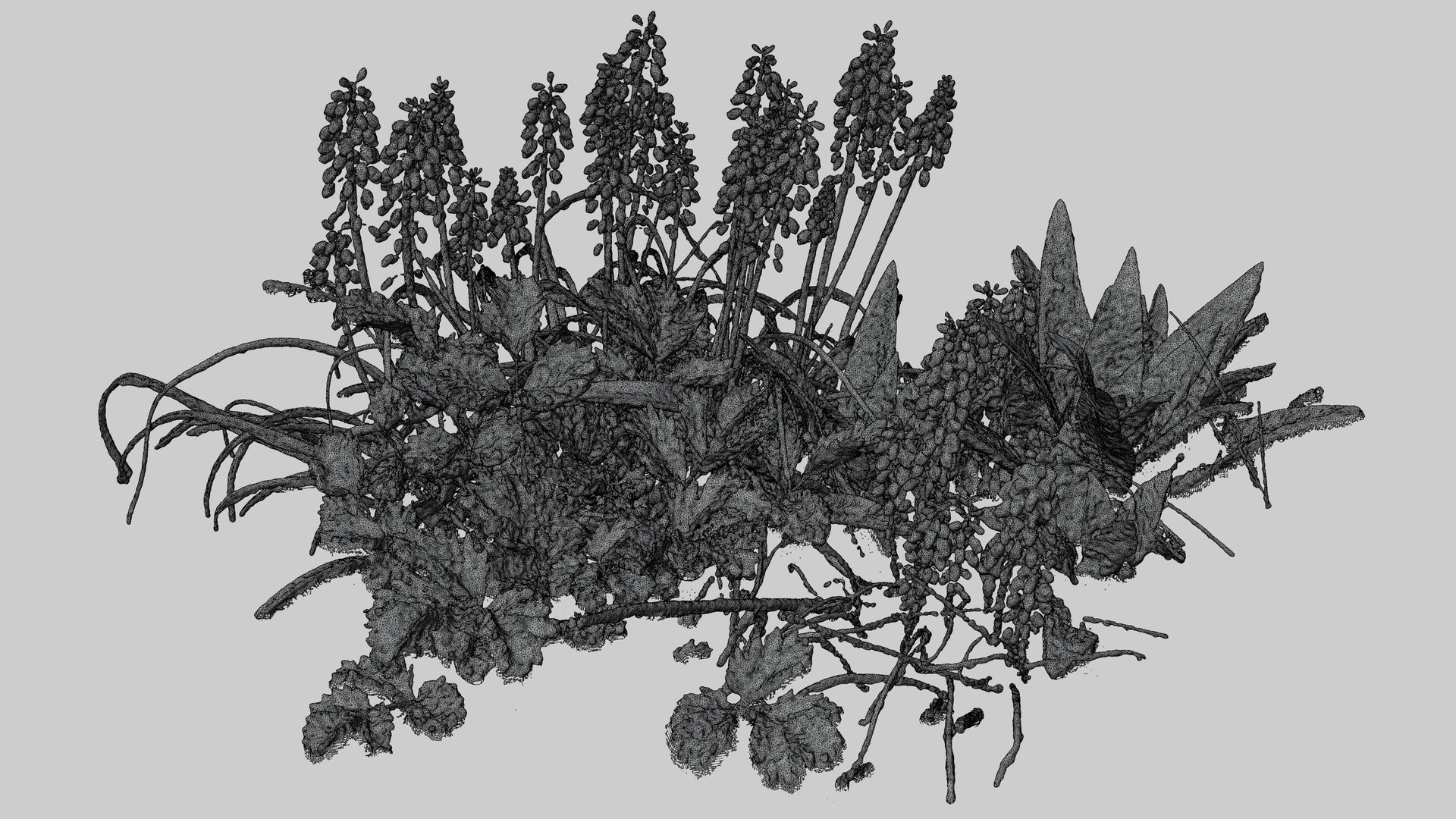 3D Purple flower - Grape hyacinth model - TurboSquid 2067442