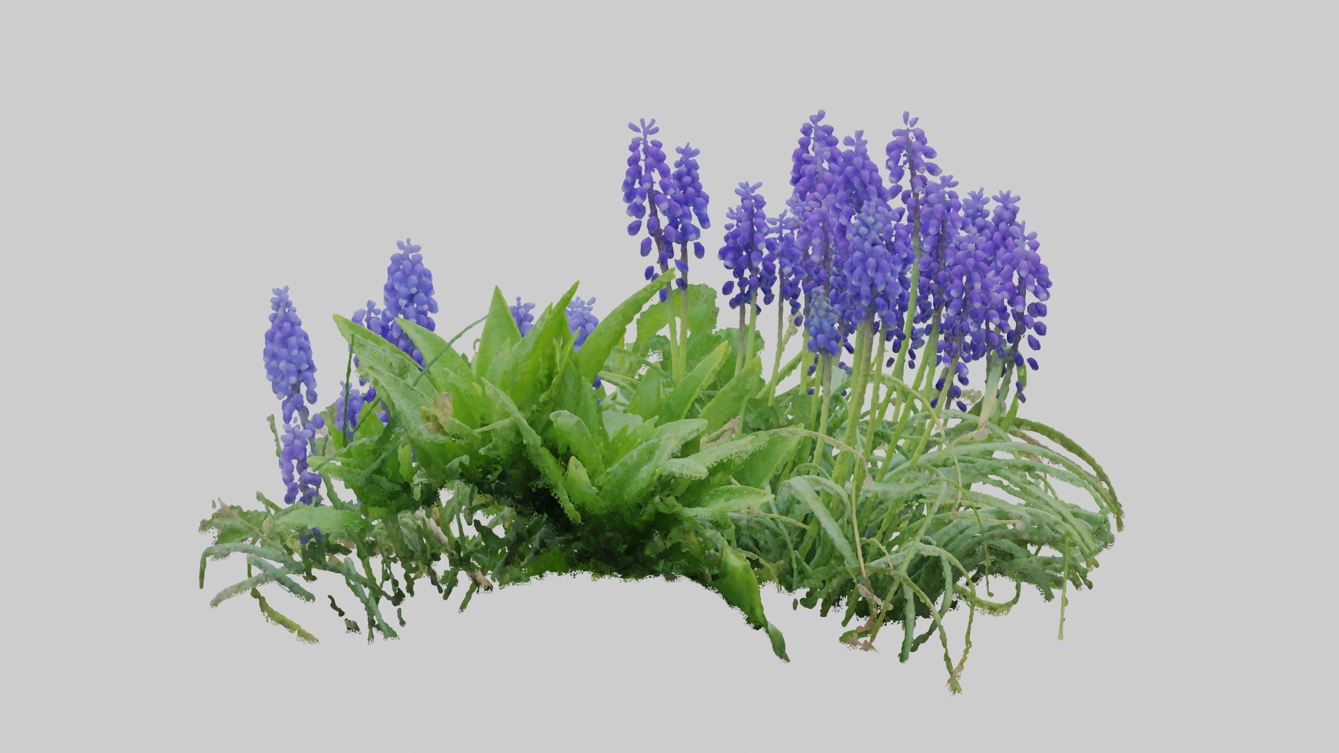 3D Grape hyacinth Muscari botryoides Plant Model model - TurboSquid 2067442