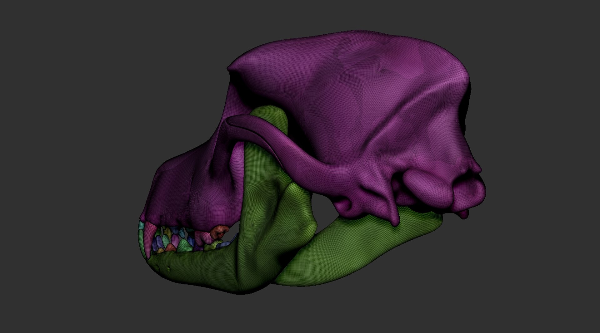 Dog Skull Anatomy Animal 3D Model - TurboSquid 1472102