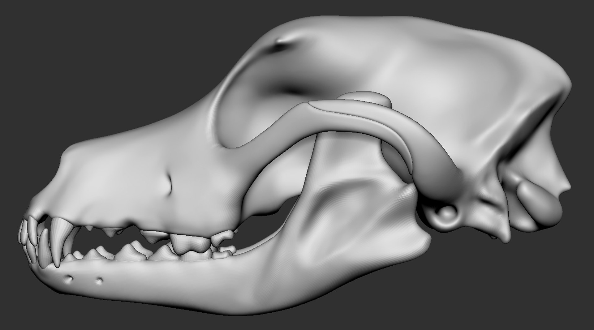 Dog Skull Anatomy Animal 3D Model - TurboSquid 1472102