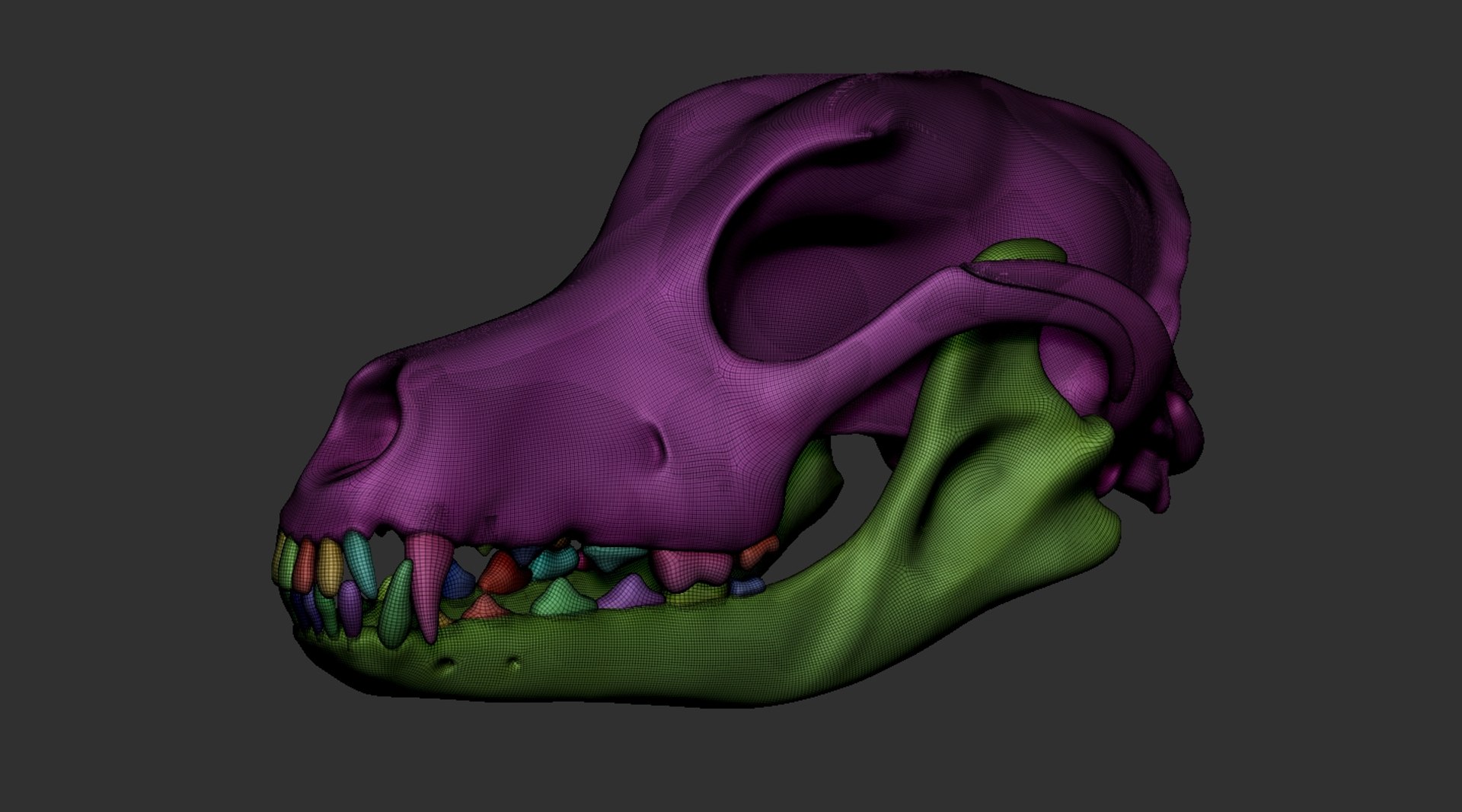 Dog Skull Anatomy Animal 3D Model - TurboSquid 1472102
