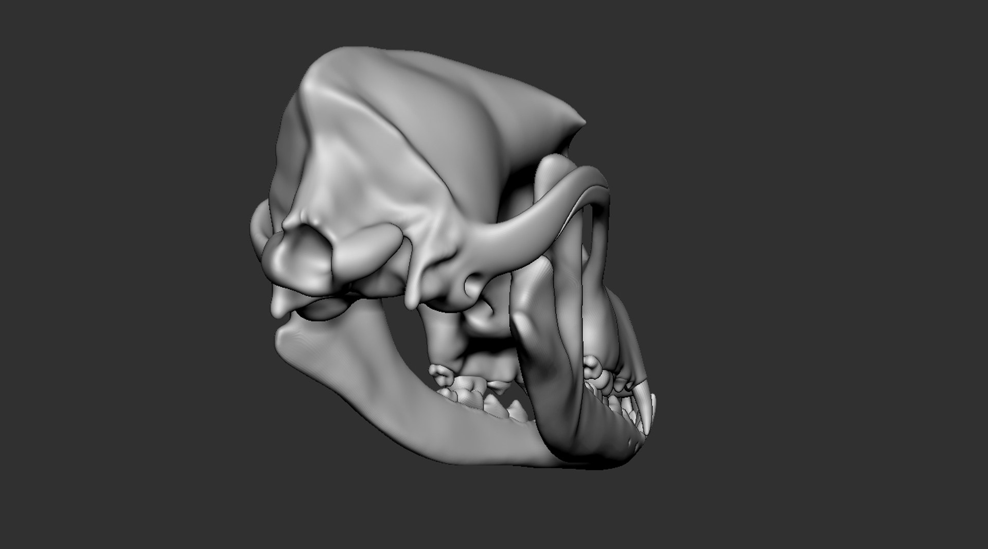 Dog Skull Anatomy Animal 3D Model - TurboSquid 1472102