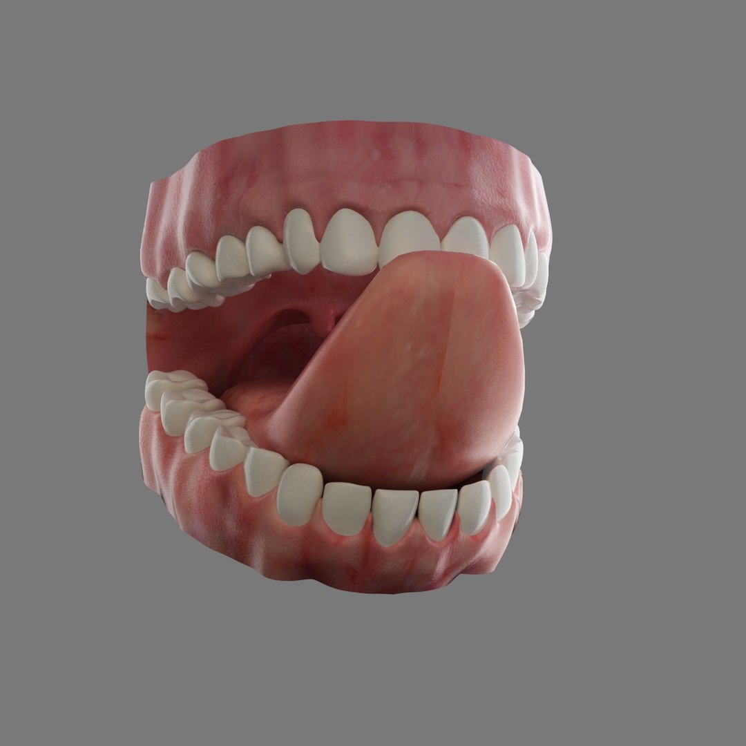 3d Human Teeth Head